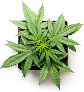 Cannabis Delivery in San Luis Obispo County - Osos Flower